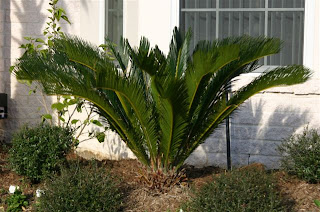 Sago palm: Sago palm, the trees planted in the pots
