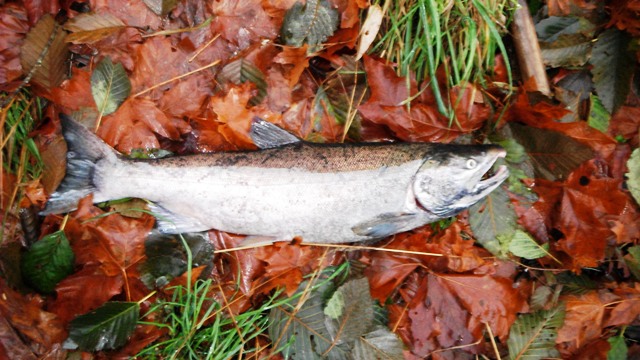 Forever Fishing Washington State: Salmon and Steelhead Anyone?