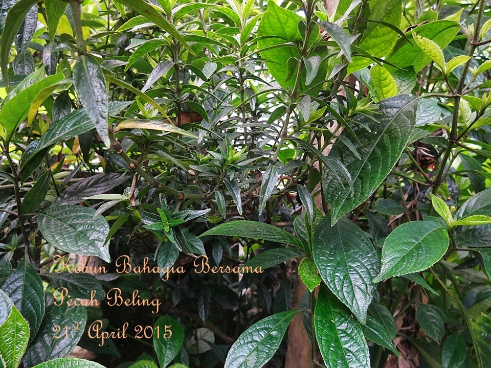 Kebun Bahagia Bersama: Musim Bunga Pecah Kaca