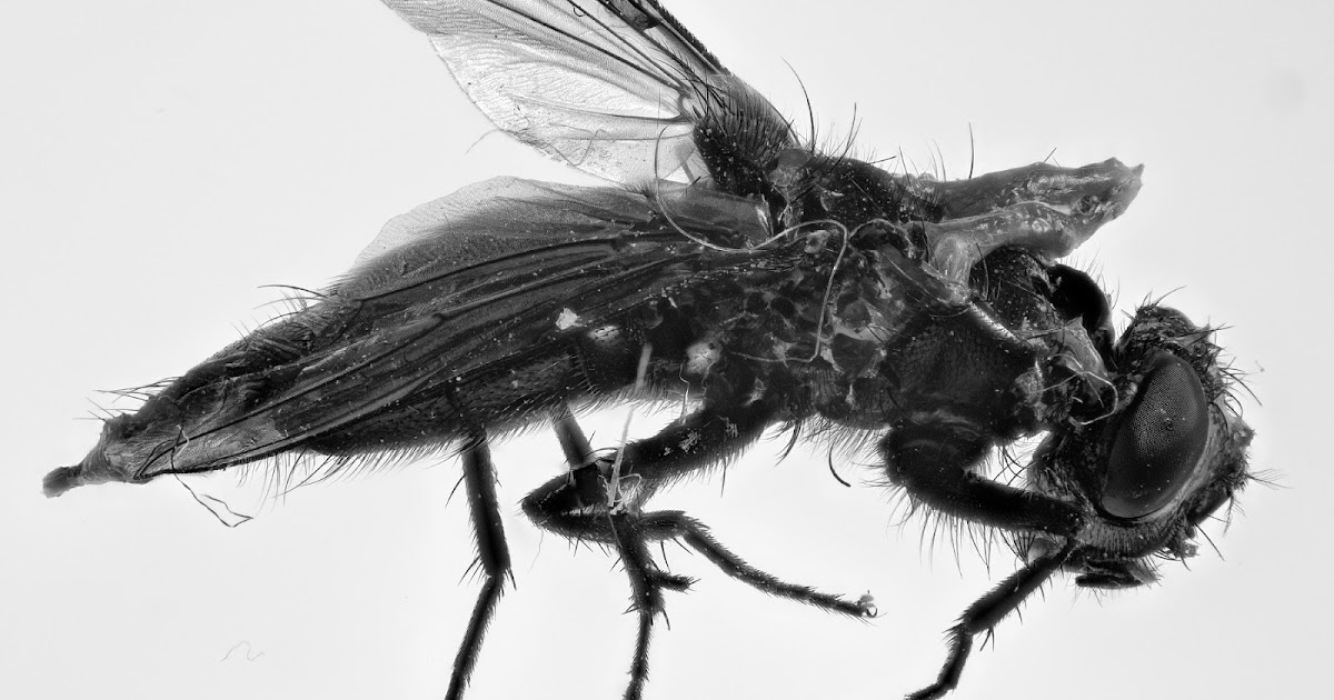 Morten Øen: Dead insects, April 2017, Nissedal, Norway