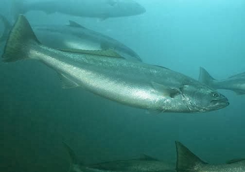 Mundo Oceanico: Corvina