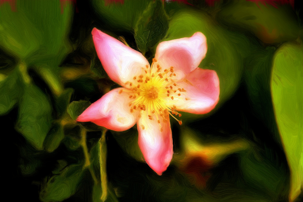 JUGNOO G: jugnoo jugnu fly bugs