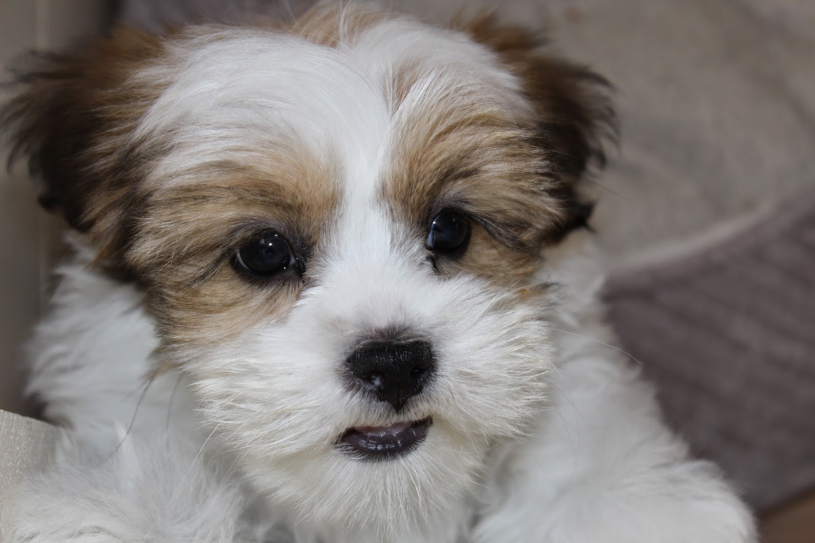 Lhasa Apso - Penny's Pups from birth to new homes: DEPARTING PUPPIES ...