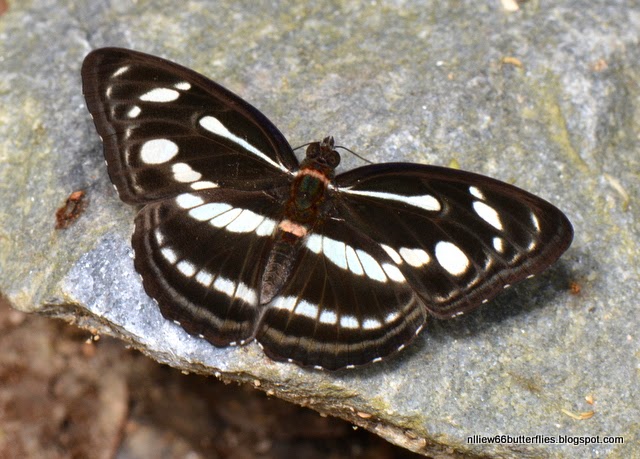 The Forested Path (and Beyond): BUTTERFLIES of RAUB: The Lance Sergeant ...