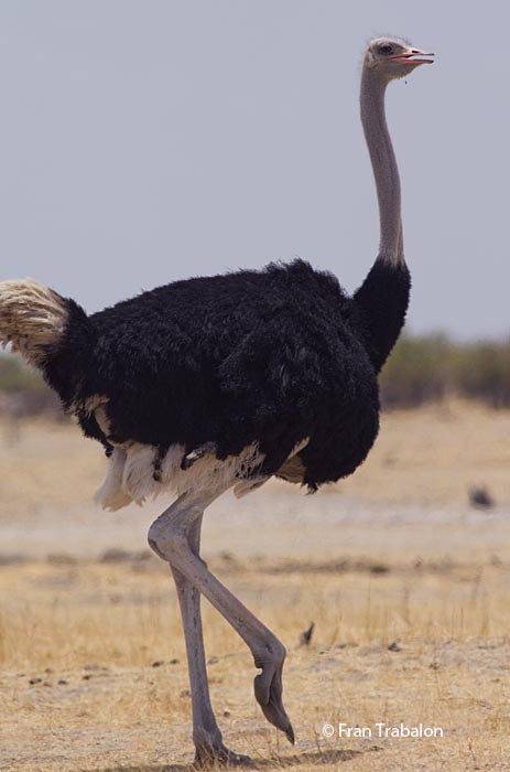 ZAGROS NATURE IMAGES: Ostrich (Struthio camelus & Struthio molybdophanes)