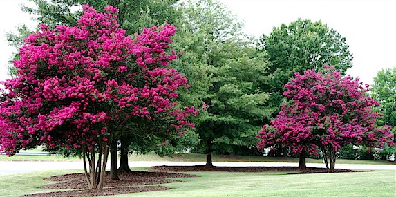 Two Men and a Little Farm: MIXING TREES IN THE LANDSCAPE