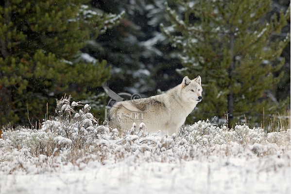 White Wolf : March 2014