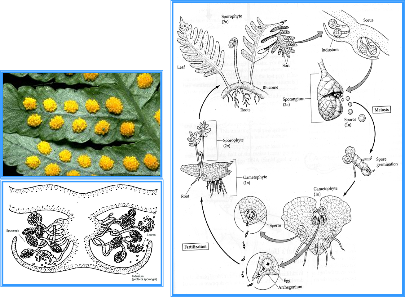 TUMBUHAN PAKU | Bukan Sekedar Materi