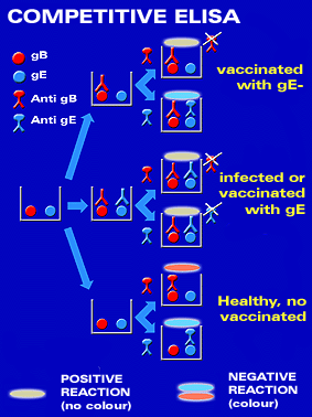 Next Biotechnology News | eBio World: ELISA ( Enzyme-Linked ...