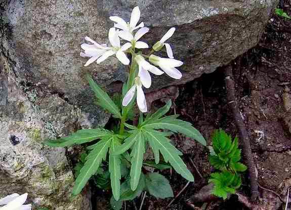 Pauca Verba: Cutleaf Toothwort