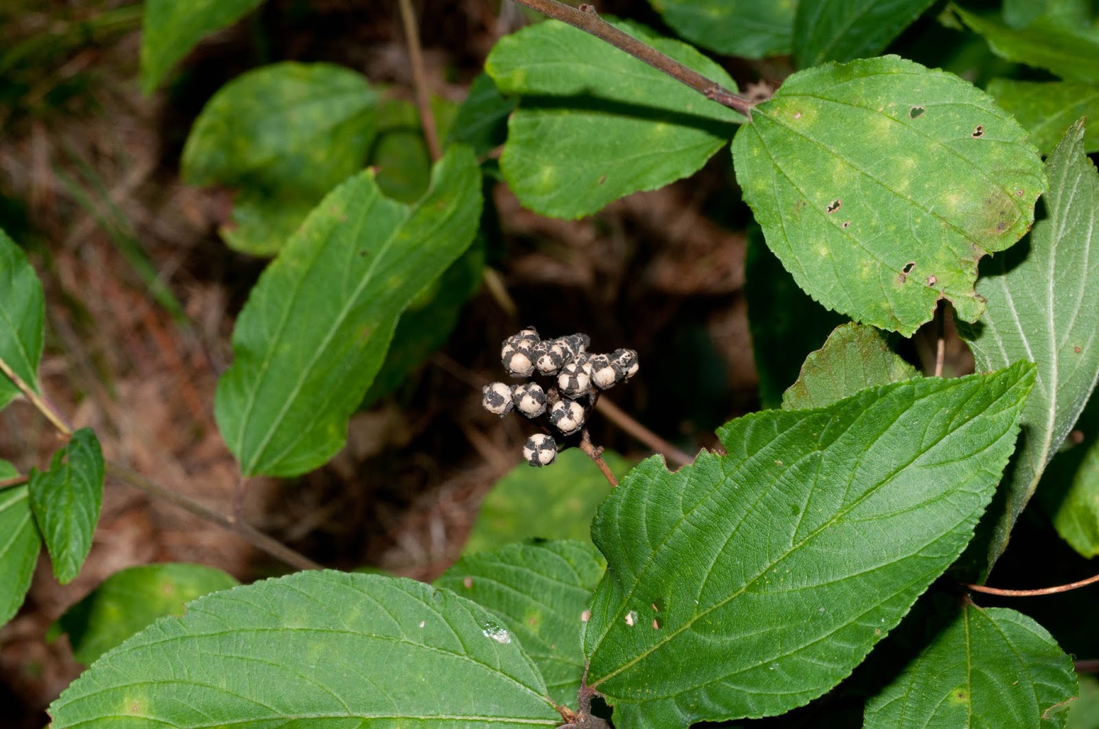 The Herb Hound: RED ROOT