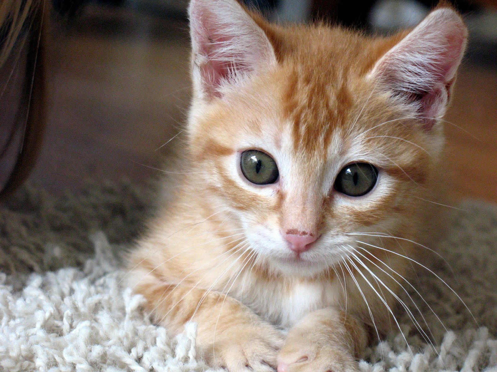 Blue Corduroy: a yellow kitty