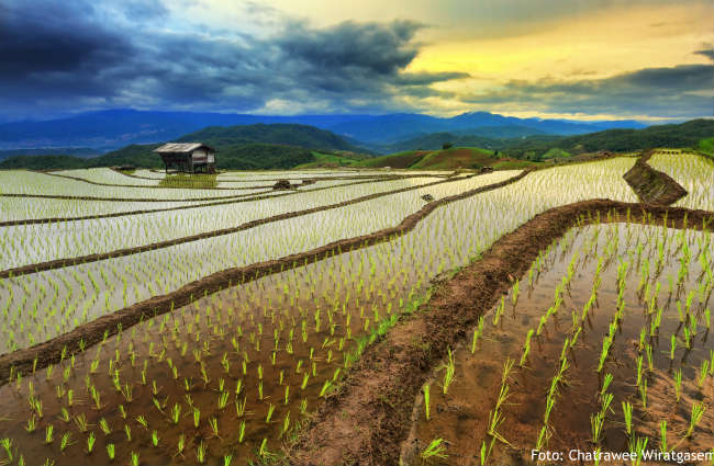 Jurnal Budidaya: Lahan Pertanian dan Swasembada Pangan