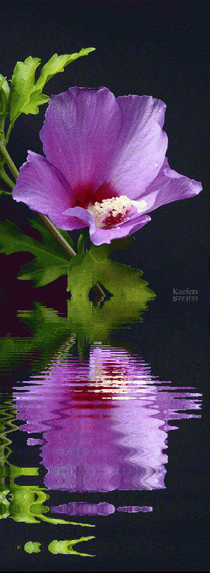 Animasi Bergerak Logo Hati, Bunga, I Love You, Lambang Cinta | Puzzle