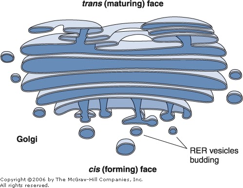 De Histology: Golgi Complex (Golgi Apparatus)