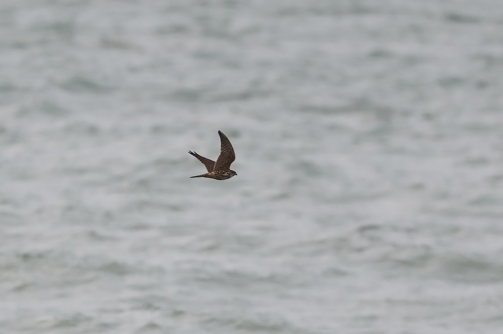 PLODDINGBIRDER: 1,000+ Mediterranean Gulls!