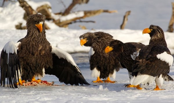 Know more about the Russian wildlife ! - Animal Info