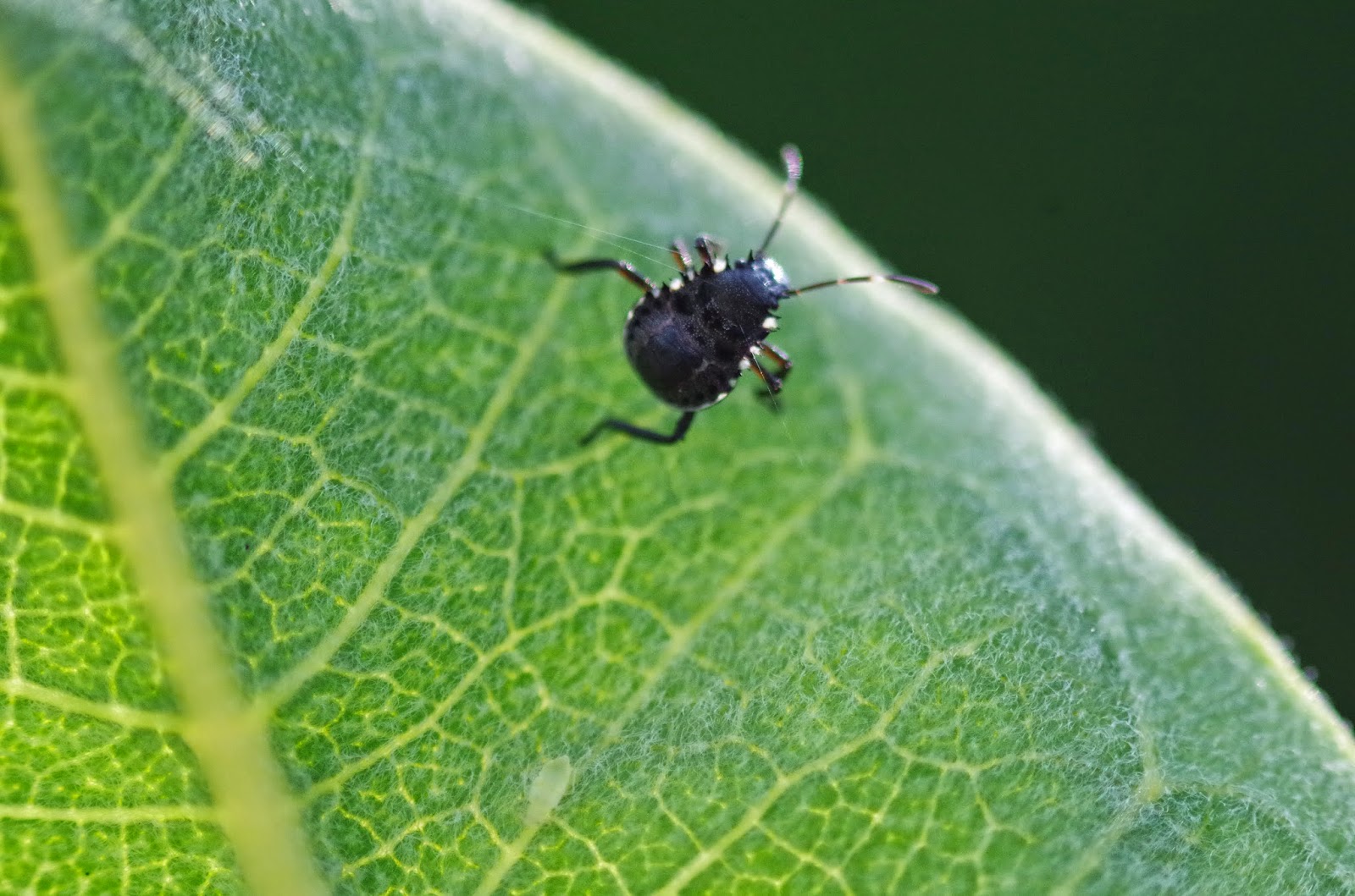 The Bugs in the Backyard: Recharge