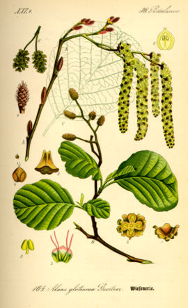 Arinul negru (Alnus glutinosa) ~ Plante Medicinale