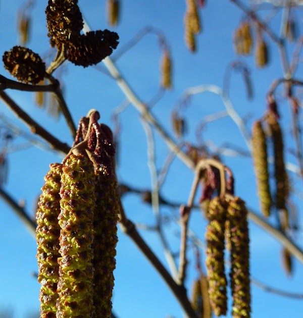 Montana 1 a day.com: Alder Springy Things, Lee Metcalf Wildlife Refuge
