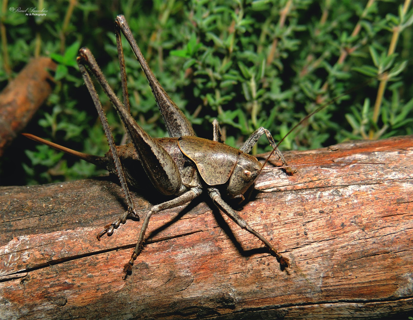 Naturaleza Viva : Saltamontes (Caelifera)