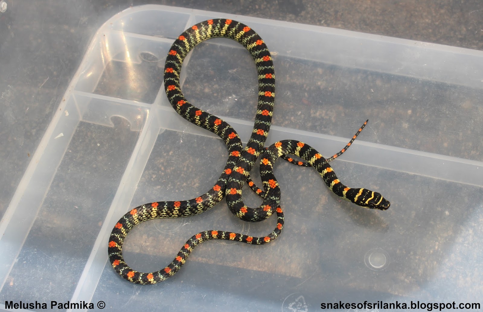 Ornate Flying Snake/මල්සරා (Chrysopelea ornata-Shaw, 1802)
