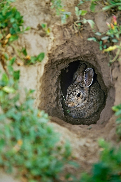 El Rincón Mágico de Oscar Porras: El Conejo como Animal de Poder