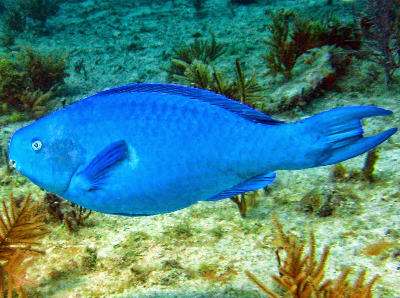 PARROTFISH photos - wallpapers (ανανεωμένο) | the fun bank