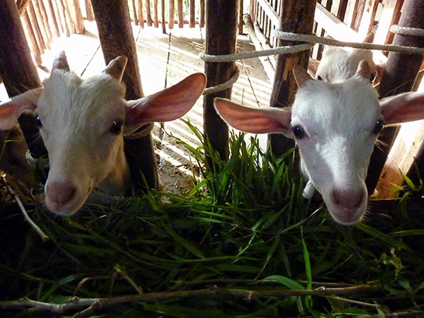 Goat Production System: Building Your Goat Pen