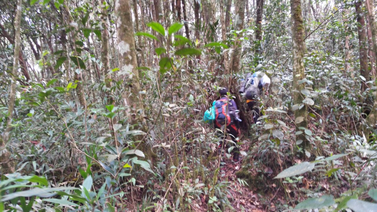 Hiking Log : Trans Tikus Makmal (Pine tree - Twin Peak - Semangkuk ...