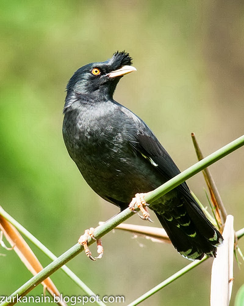 Zul Ya - Birds of Peninsular Malaysia: Crested Myna