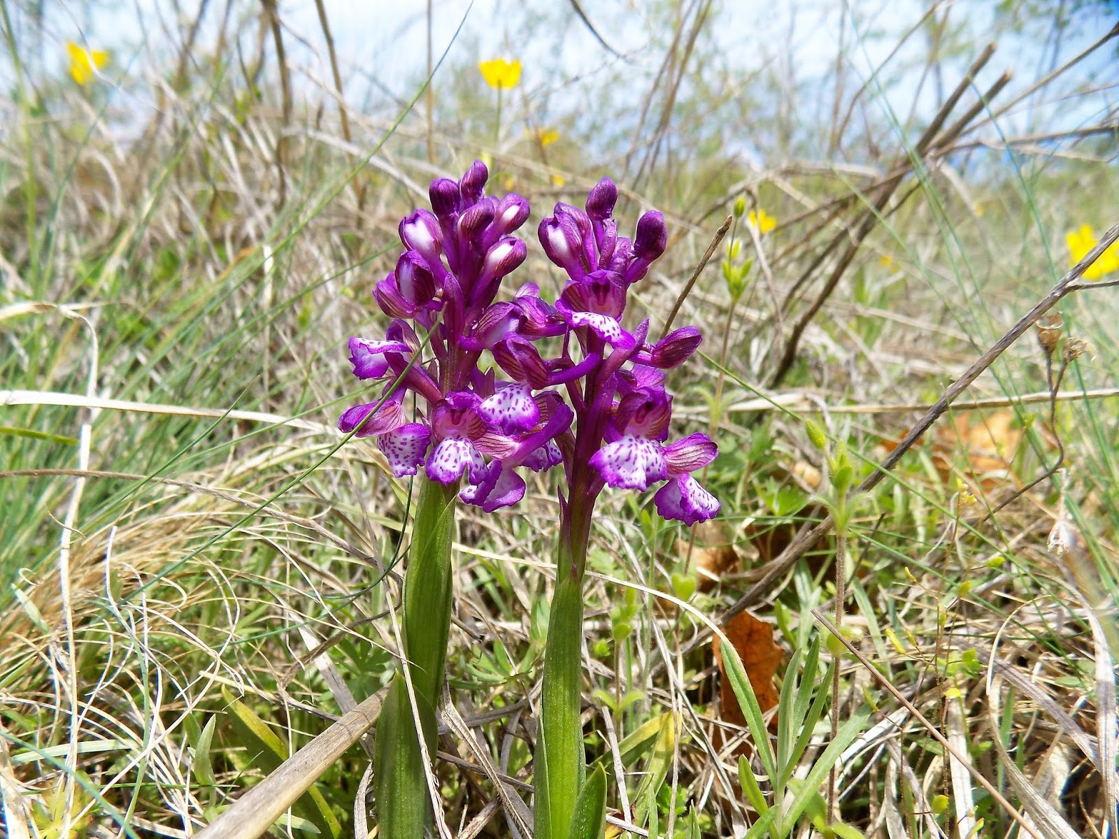 Divlje orhideje u okolini Kraljeva