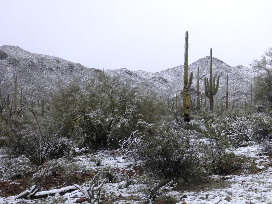 Arizona: Beetles, Bugs, Birds and more: Our Blizzard