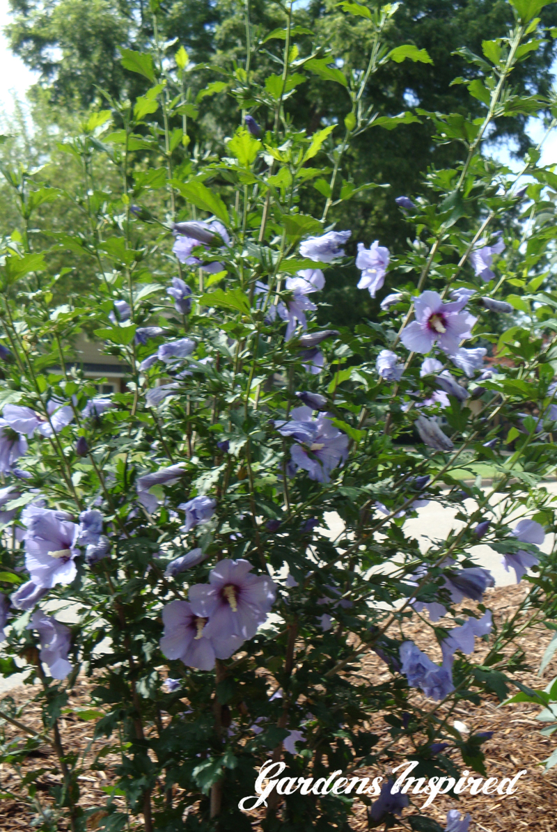 Gardens Inspired: My Gardens