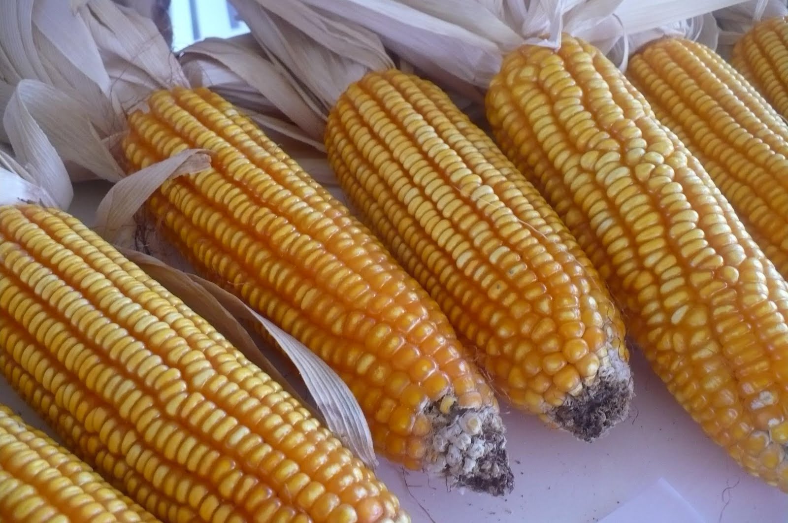 LOS COLORES DEL MAIZ | Andrea Purita