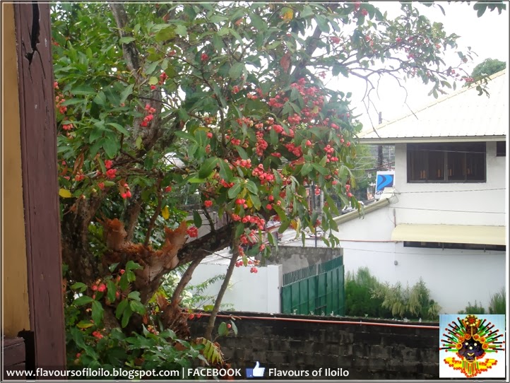 It's not makopa. It's tambis