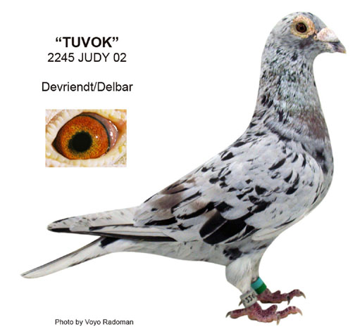 Devriendts | PIGEON RACING PH