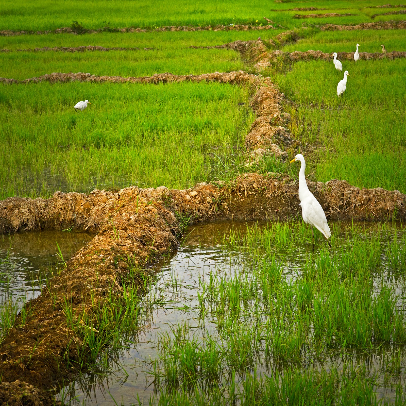 Fishkeeping In A Cambodian Rice Field fishkeeping-in-a-cambodian-rice-field