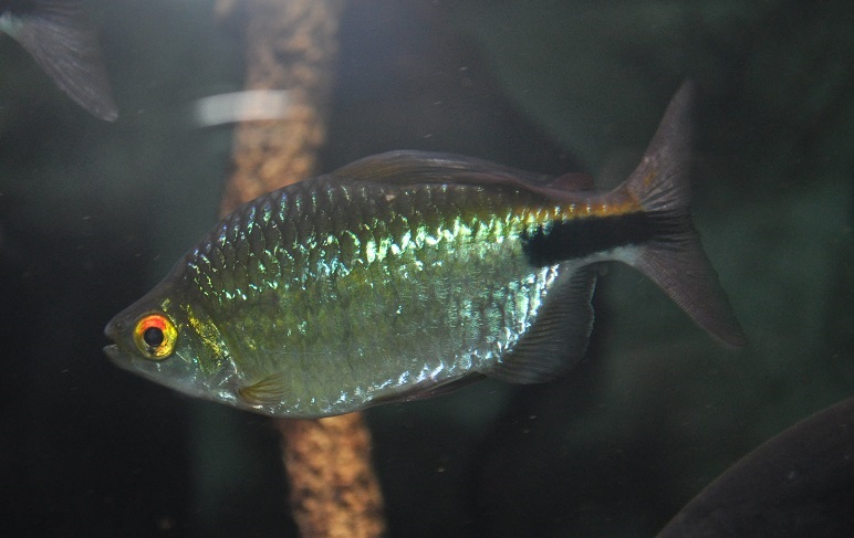 ZOOTOGRAFIANDO (6.100 ANIMALS): CHARACÍN DE ALETA LARGA / LONGFIN TETRA ...