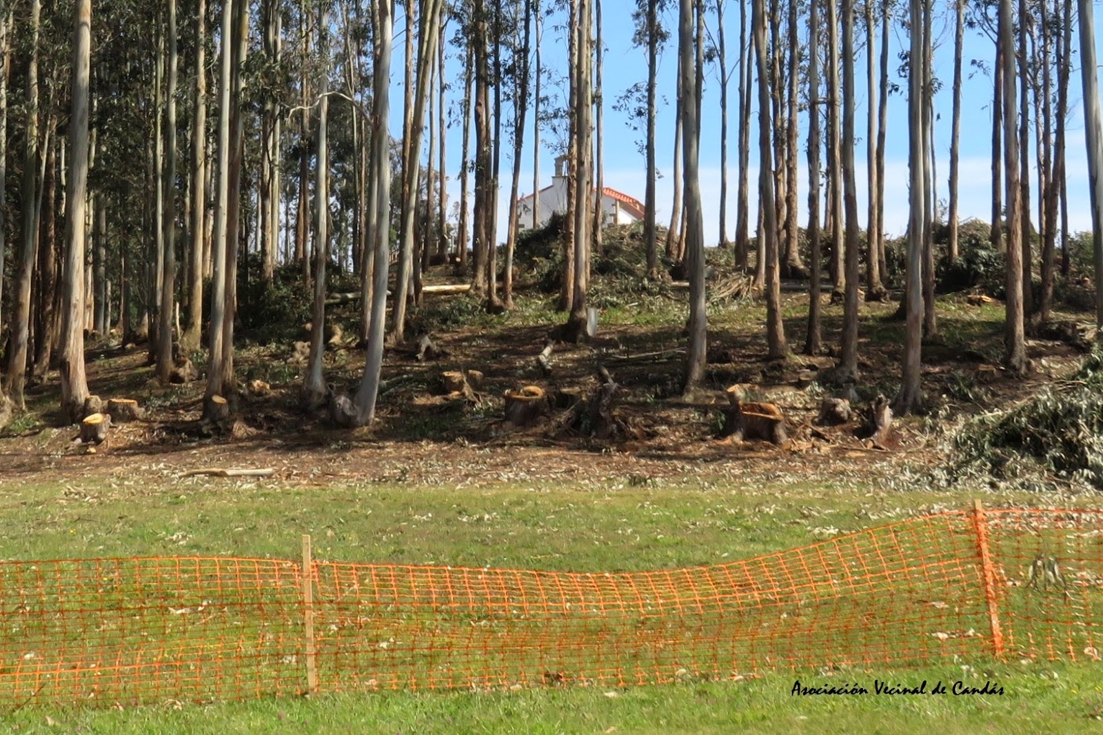 el morrión: Tala selectiva del eucaliptal de San Antonio