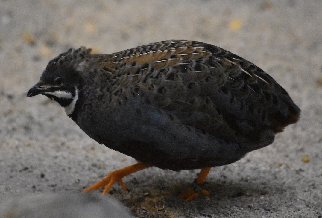 ZOOTOGRAFIANDO (6.100 ANIMALS): CODORNIZ CHINA / ASIAN BLUE QUAIL ...