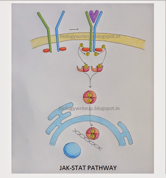 Biology Write Up Biology Articles Imuune Signalling Pathway Ifn