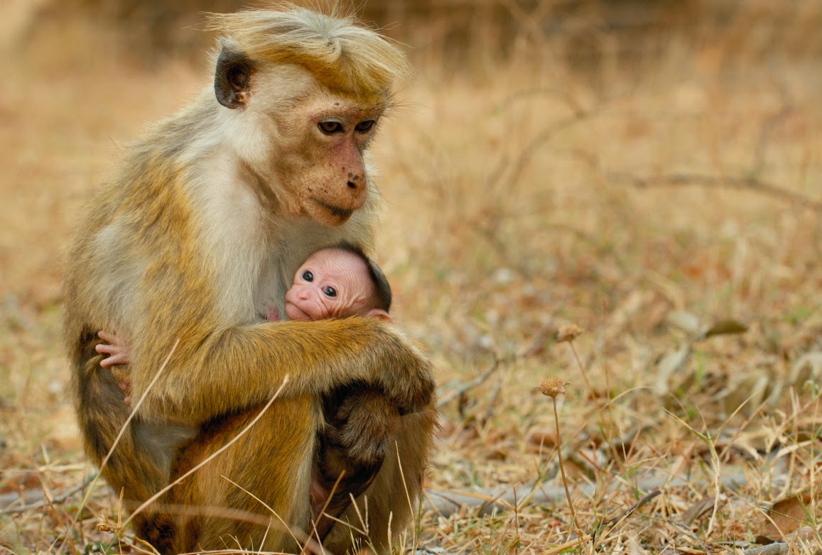 Mashed Thoughts: Monkeying Around in DisneyNature's #MonkeyKingdom