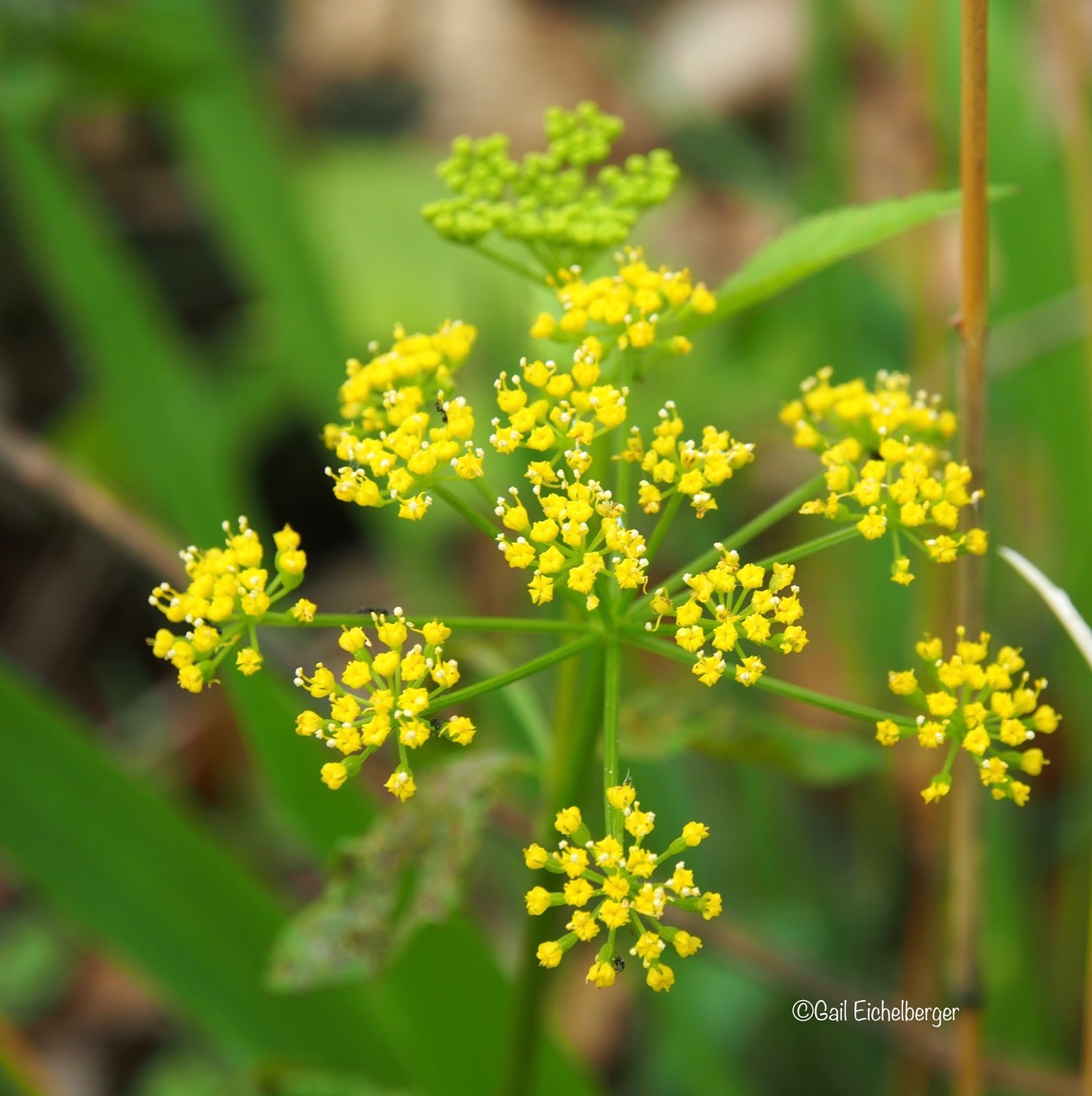 clay and limestone: Wildflower Wednesday: Golden Alexander