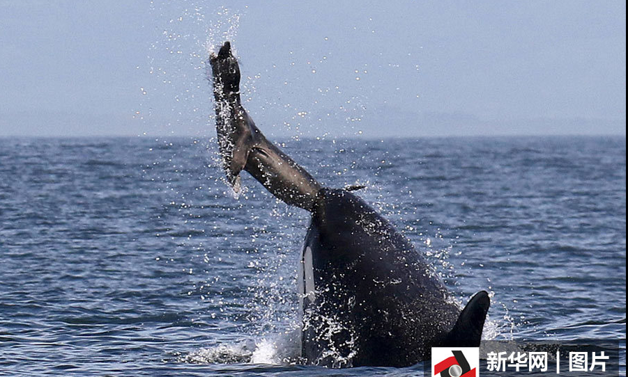 IMÁGENES: Orca captura a una foca