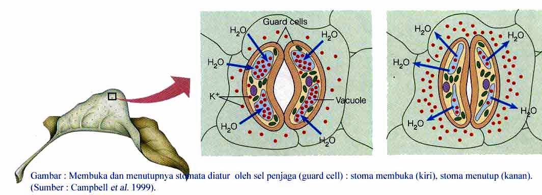 STRUKTUR DAN FUNGSI JARINGAN TUMBUHAN - Science for Junior High School