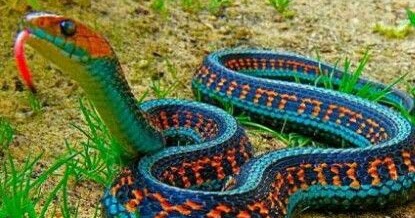 10 JENIS ULAR LANGKA