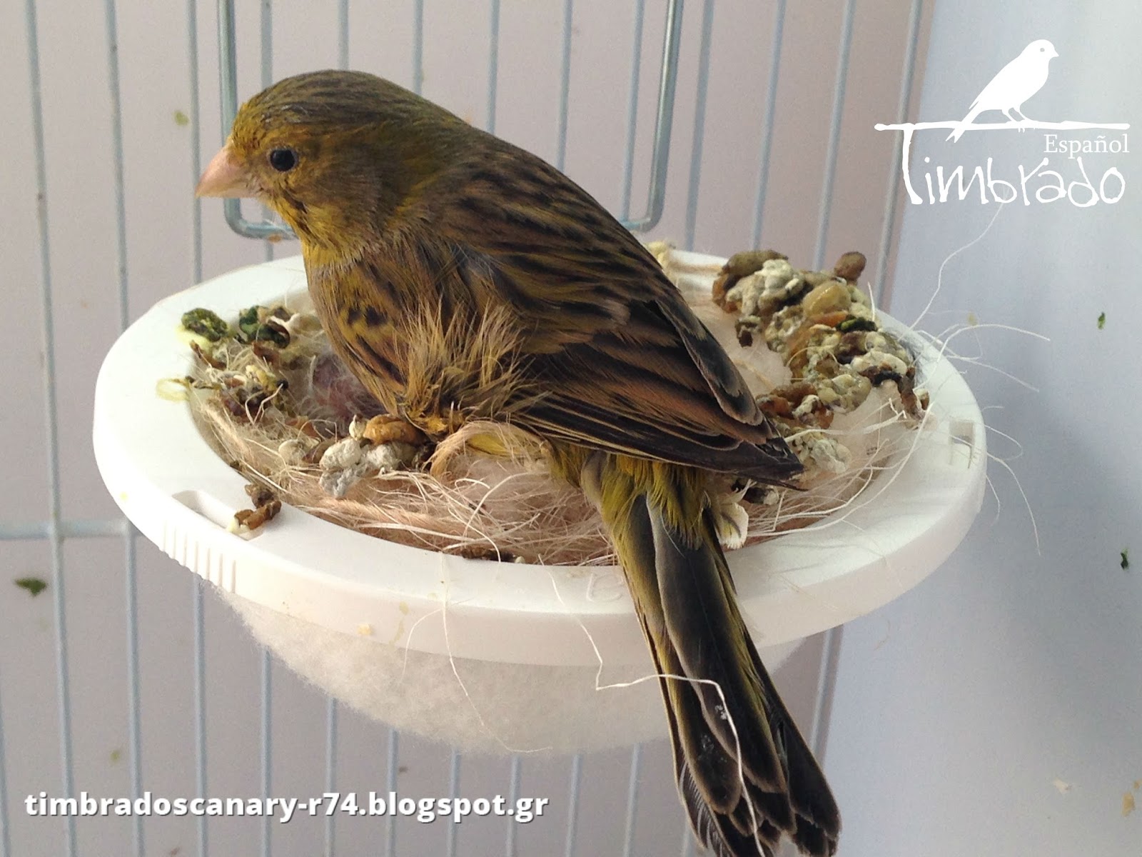 Timbrado Español Original - The Spanish song canary - Ισπανικό καναρίνι ...