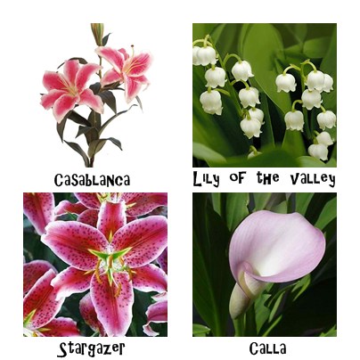 Christiani Sianturi: jenis-jenis bunga lily dari suku Liliaceae