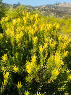 A Passion for Flowers: In the field: Leucadendron Inca Gold